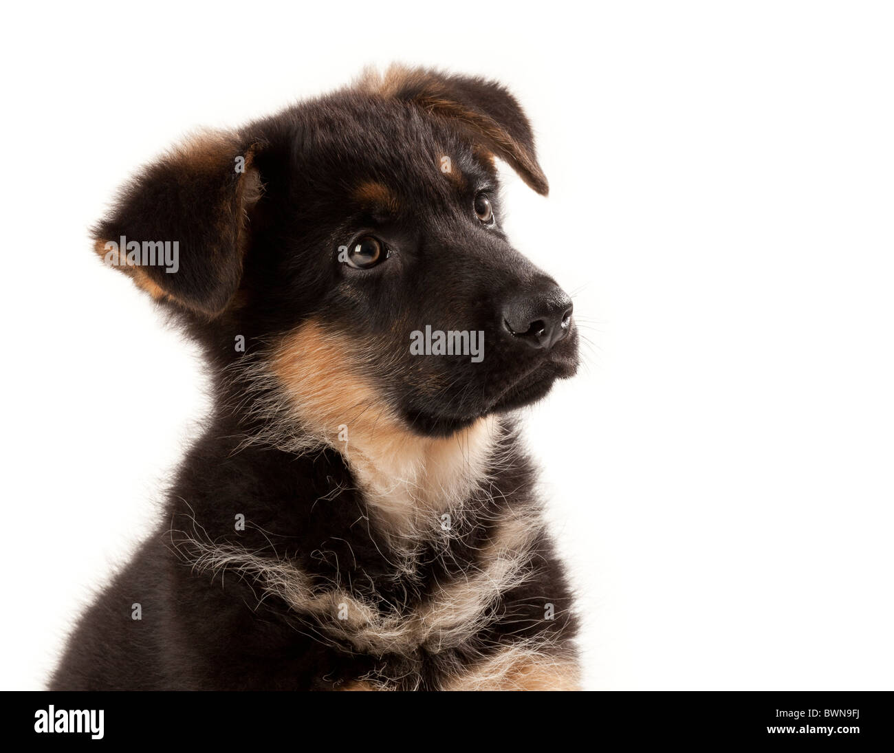 German Shepherd Dog puppy at nine weeks old Stock Photo - Alamy