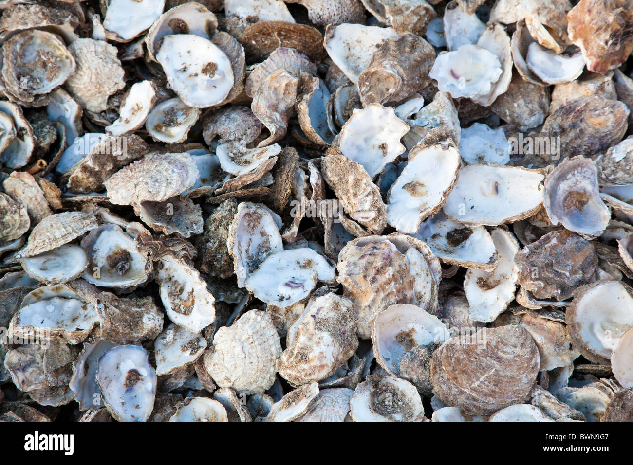 Pile of empty oyster shells, Whitstaple, Kent, UK Stock Photo - Alamy