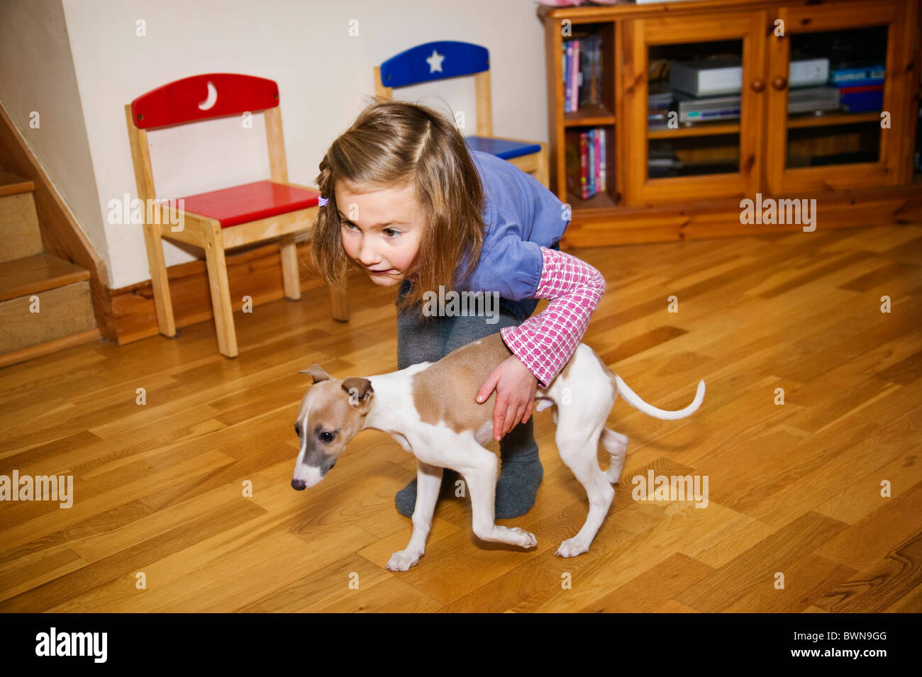 A little girl age 5 playing with her new whippet puppy Stock Photo - Alamy