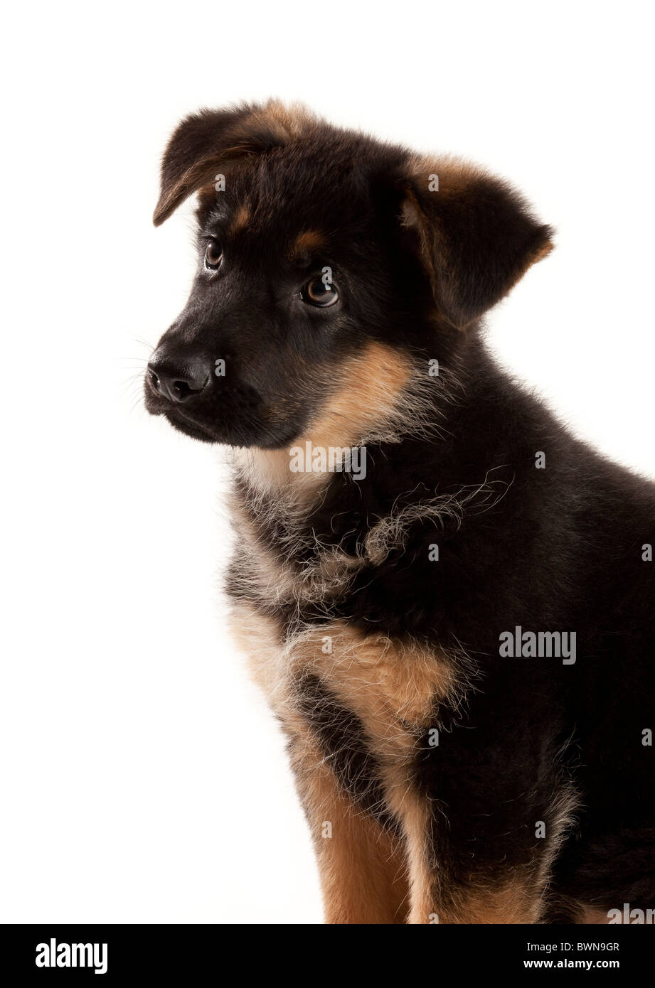 German Shepherd Dog puppy at nine weeks old Stock Photo - Alamy