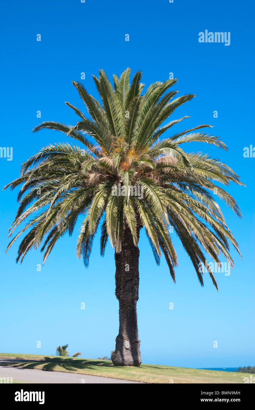 A lone Palm tree against a blue sky Stock Photo - Alamy