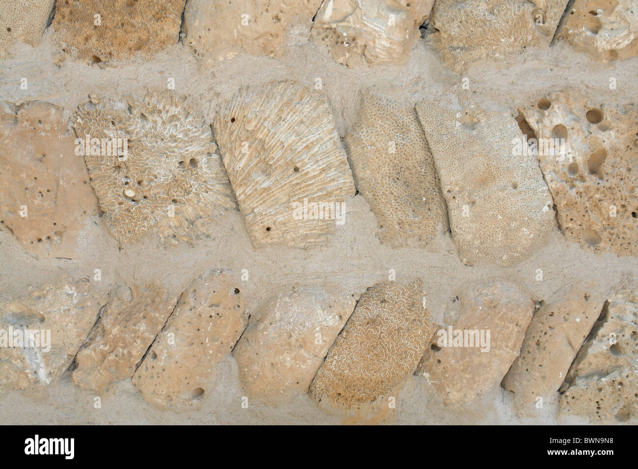 Shell limestone hi-res stock photography and images - Alamy