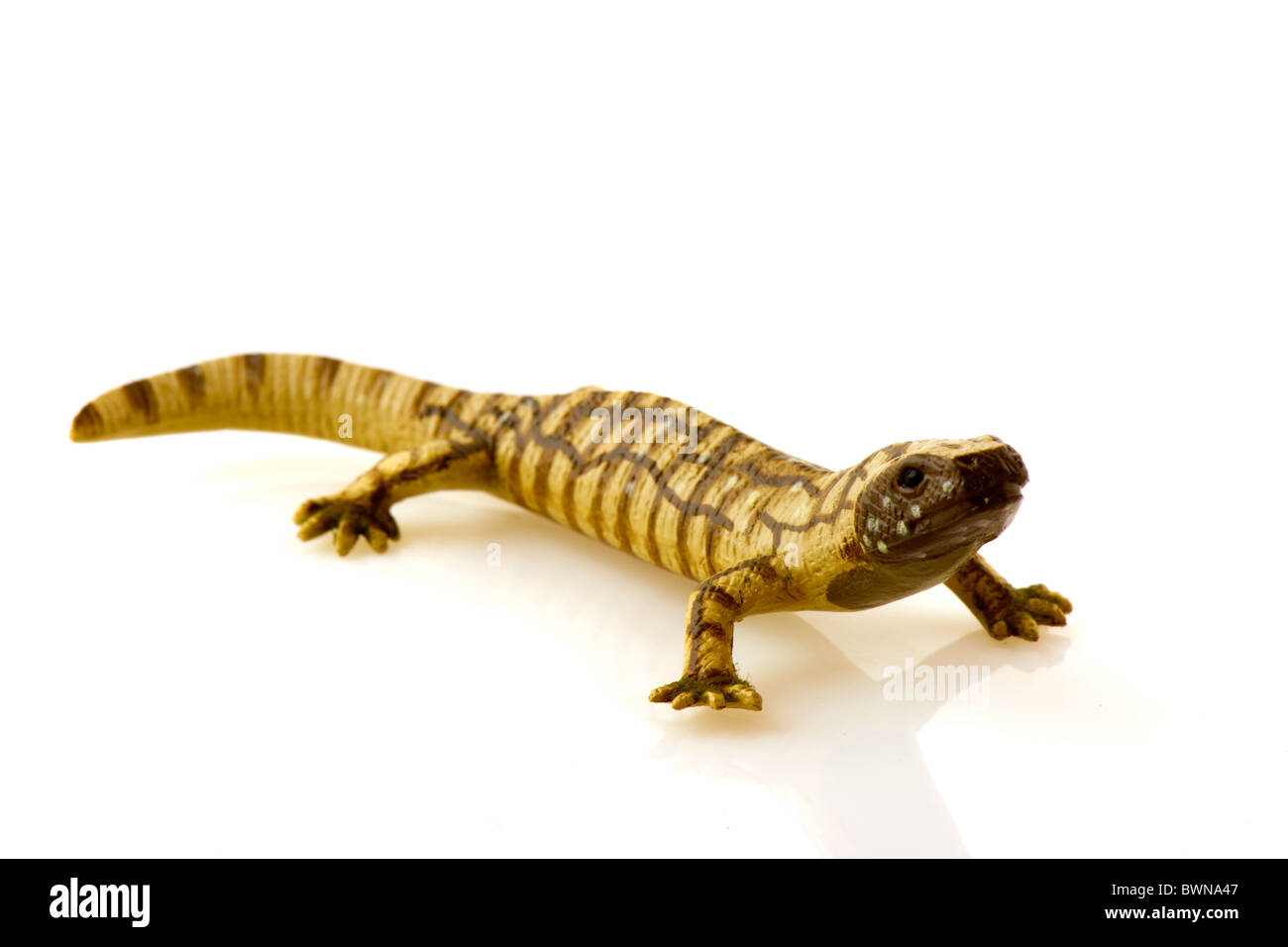 Reptile animal Cut Out Stock Images & Pictures - Alamy
