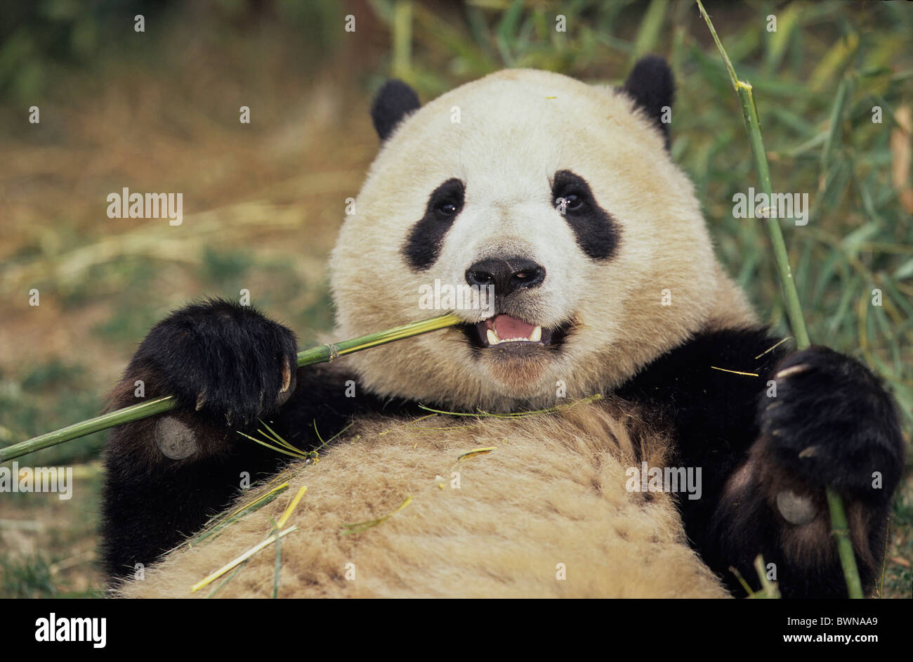 Giant Panda Ailuropoda Melanoleuca Chengdu Breeding and Research Base ...