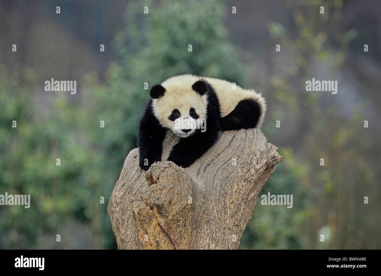 Panda china wolong panda center hi-res stock photography and images - Alamy