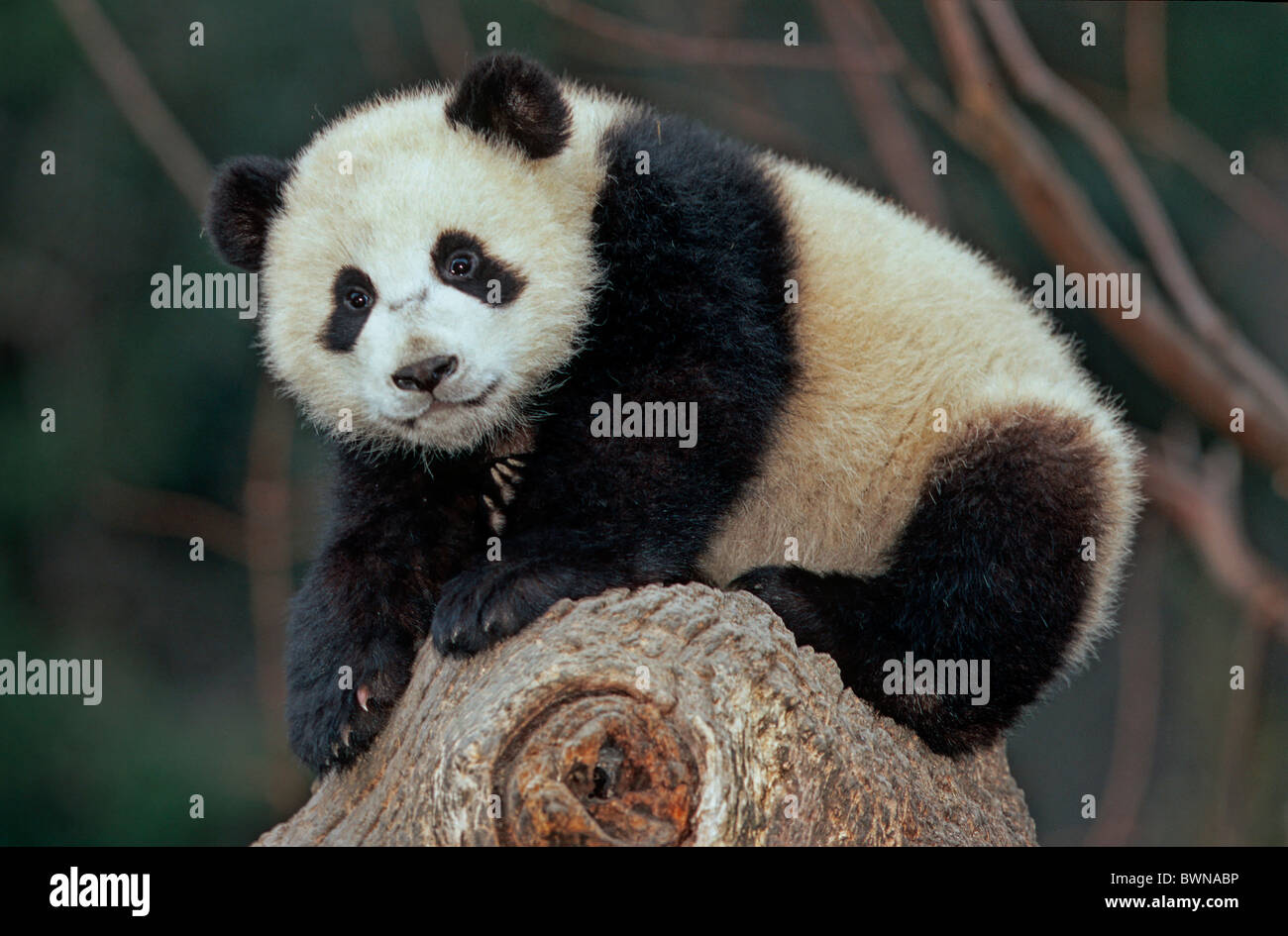 Giant Panda Ailuropoda Melanoleuca Giant Panda Research Center Wolong ...