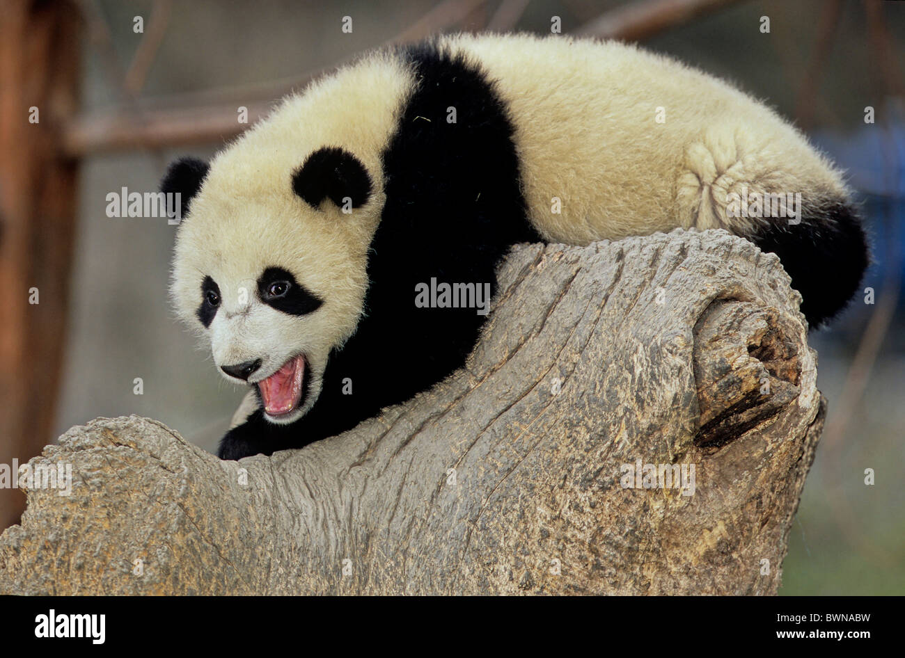 Giant Panda Ailuropoda Melanoleuca Giant Panda Research Center Wolong ...