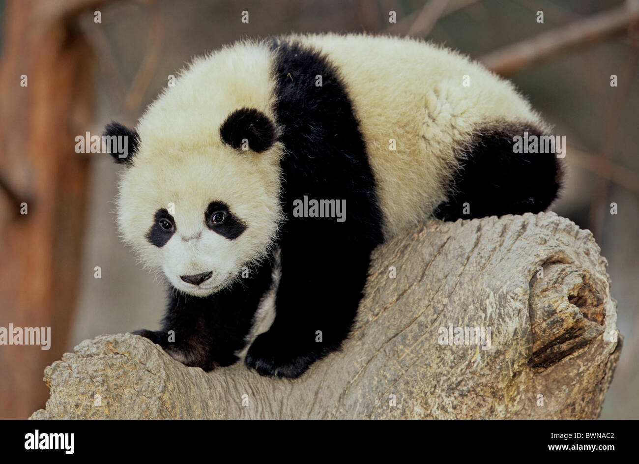 Giant Panda Ailuropoda Melanoleuca Giant Panda Research Center Wolong ...