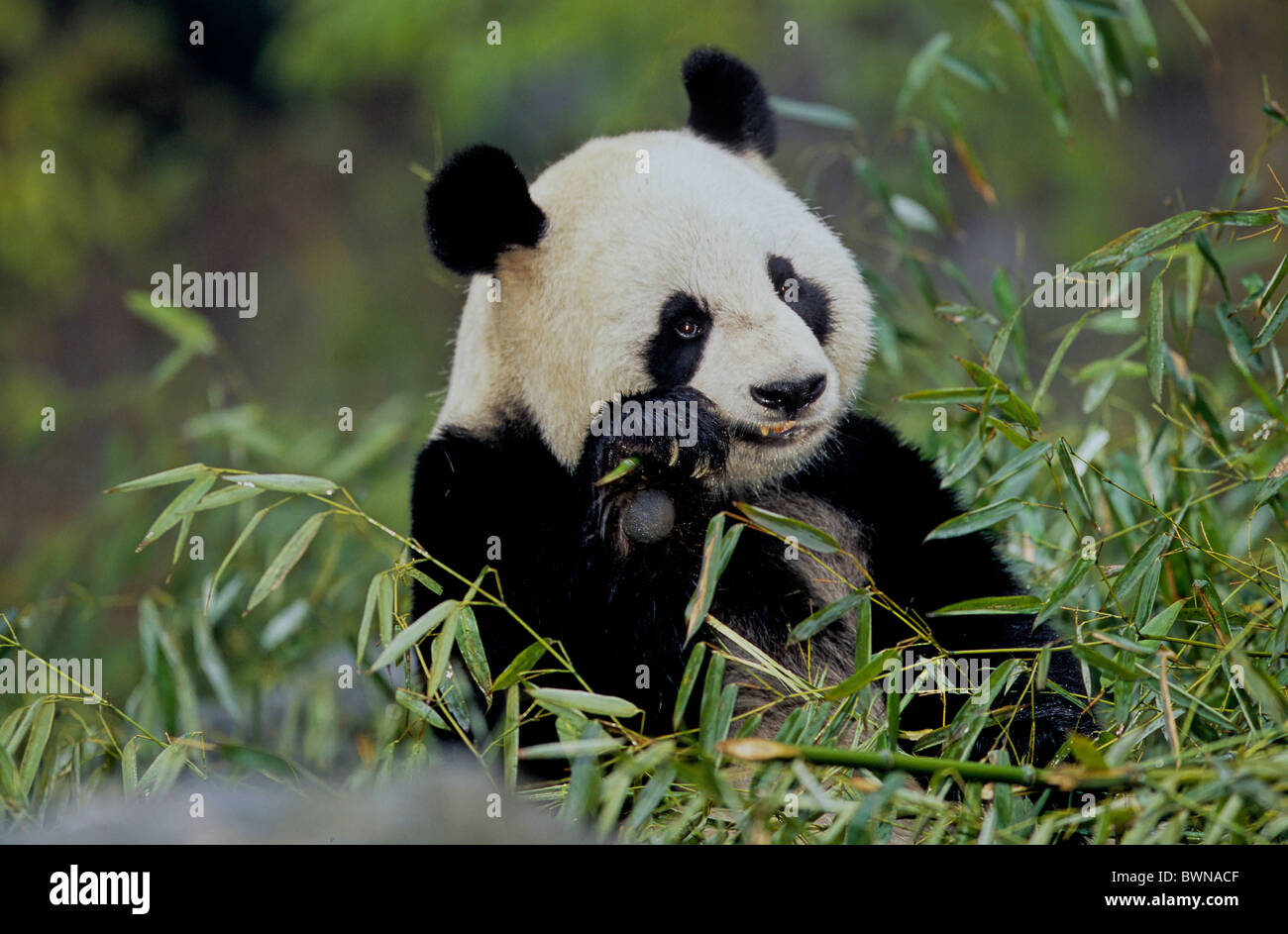 Giant Panda Ailuropoda Melanoleuca Wolong Sichuan China Asia Sichuan ...