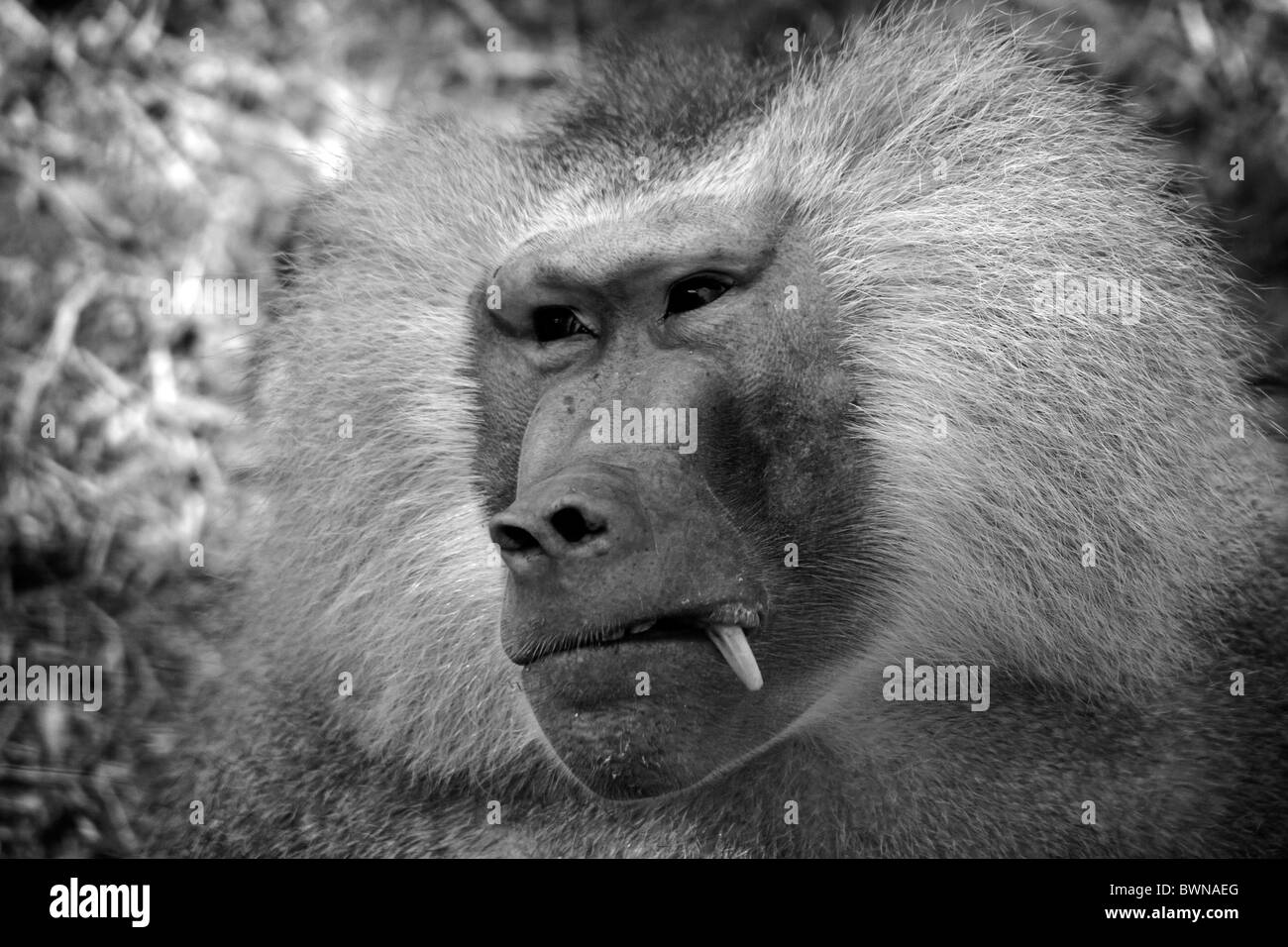 Worried Monkey High Resolution Stock Photography and Images - Alamy