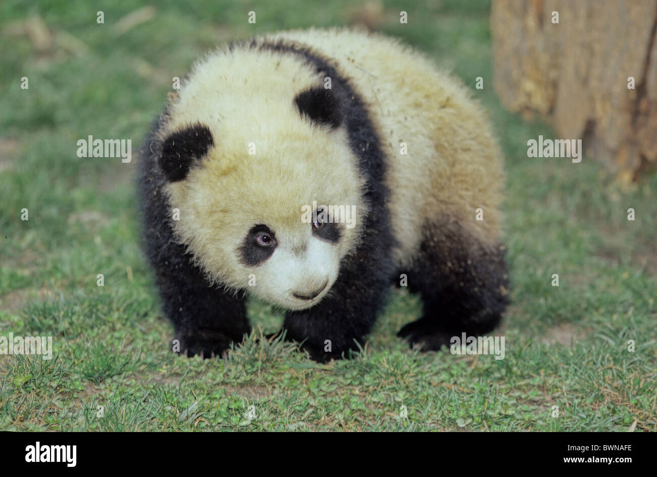 Giant Panda Ailuropoda Melanoleuca Wolong Sichuan China Asia Sichuan ...