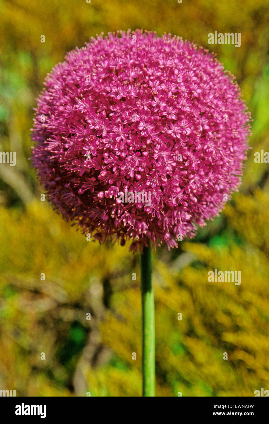Allium ampeloprasum Allium porrum Elephant garlic flowering plant Stock ...