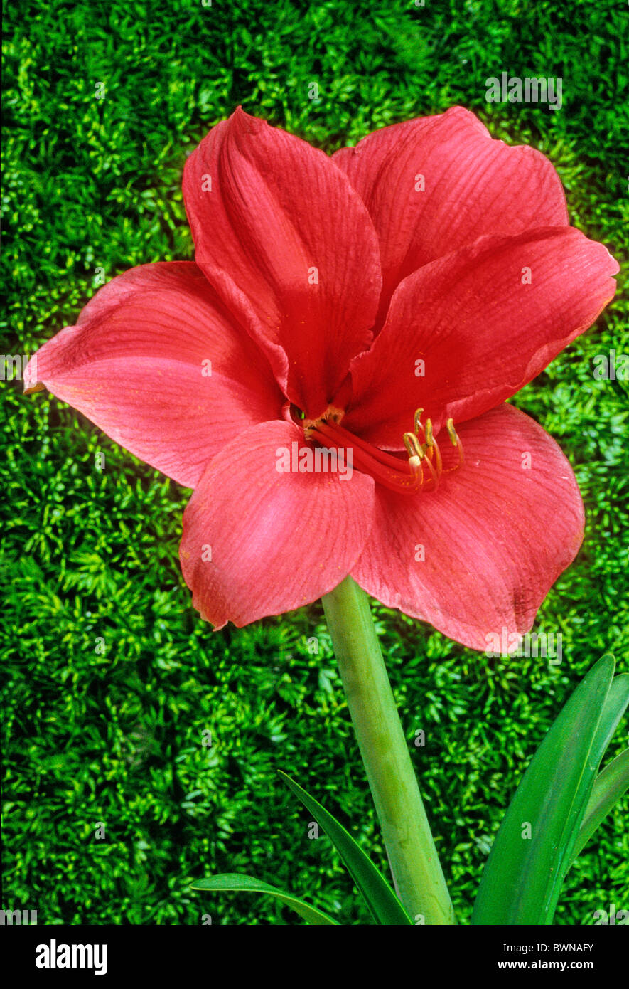 Amaryllis Amaryllidaceae flowering flower flowers plant Stock Photo - Alamy