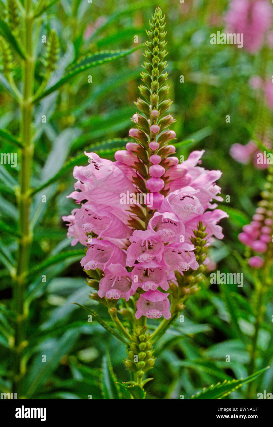 Antirrhinum Majus Snapdragon pink flowers flower plant flowering Stock ...