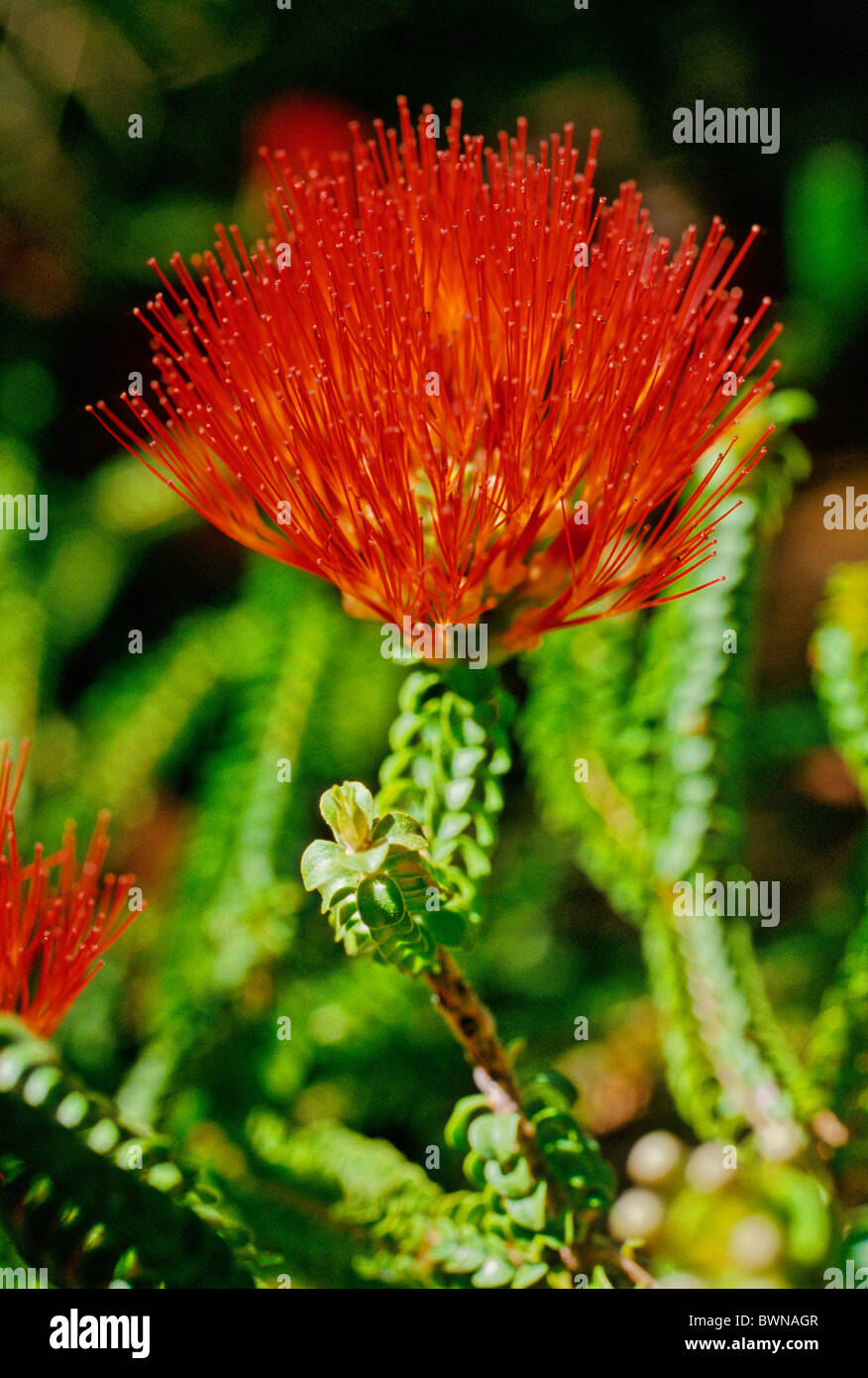 Beaufortia Squarrosa Myrtle family plant red flowers exotic Stock Photo ...