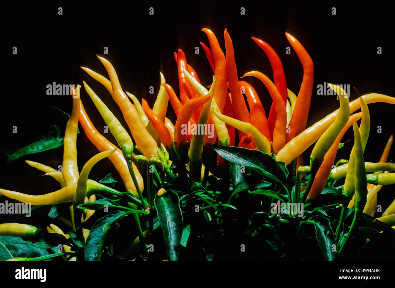 Medusa pepper Capsicum Medusa Chili Peperoncino Solanaceae New Zealand ...