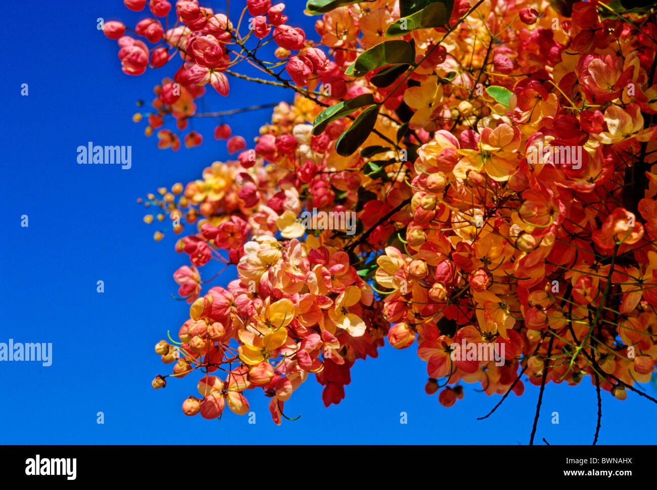 Shower Trees Grown In Hawaii