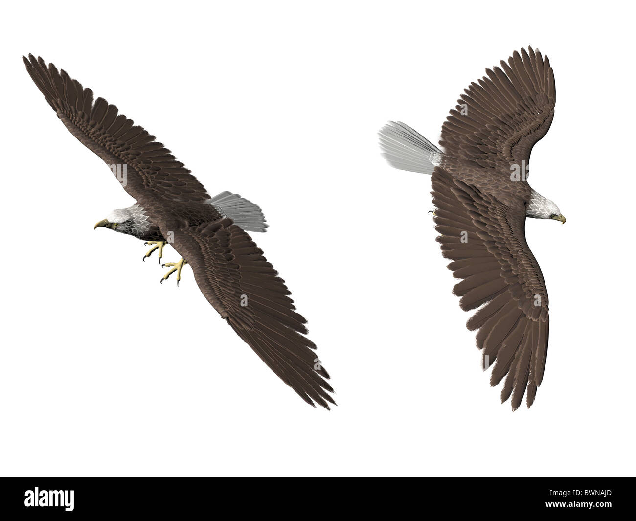 3D illustration of two bald Eagles Stock Photo - Alamy