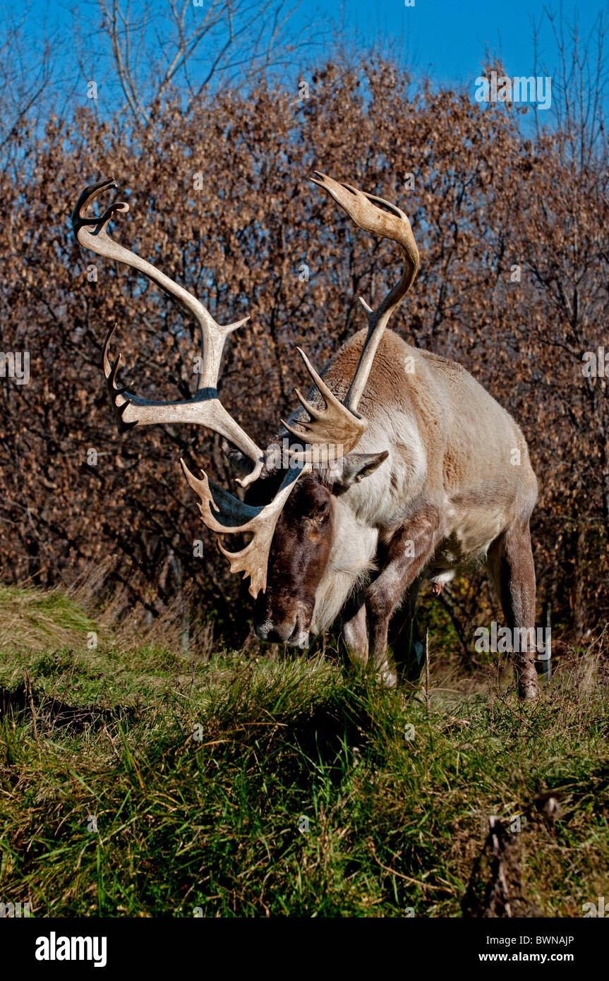 A male Woodland Caribou Stock Photo - Alamy