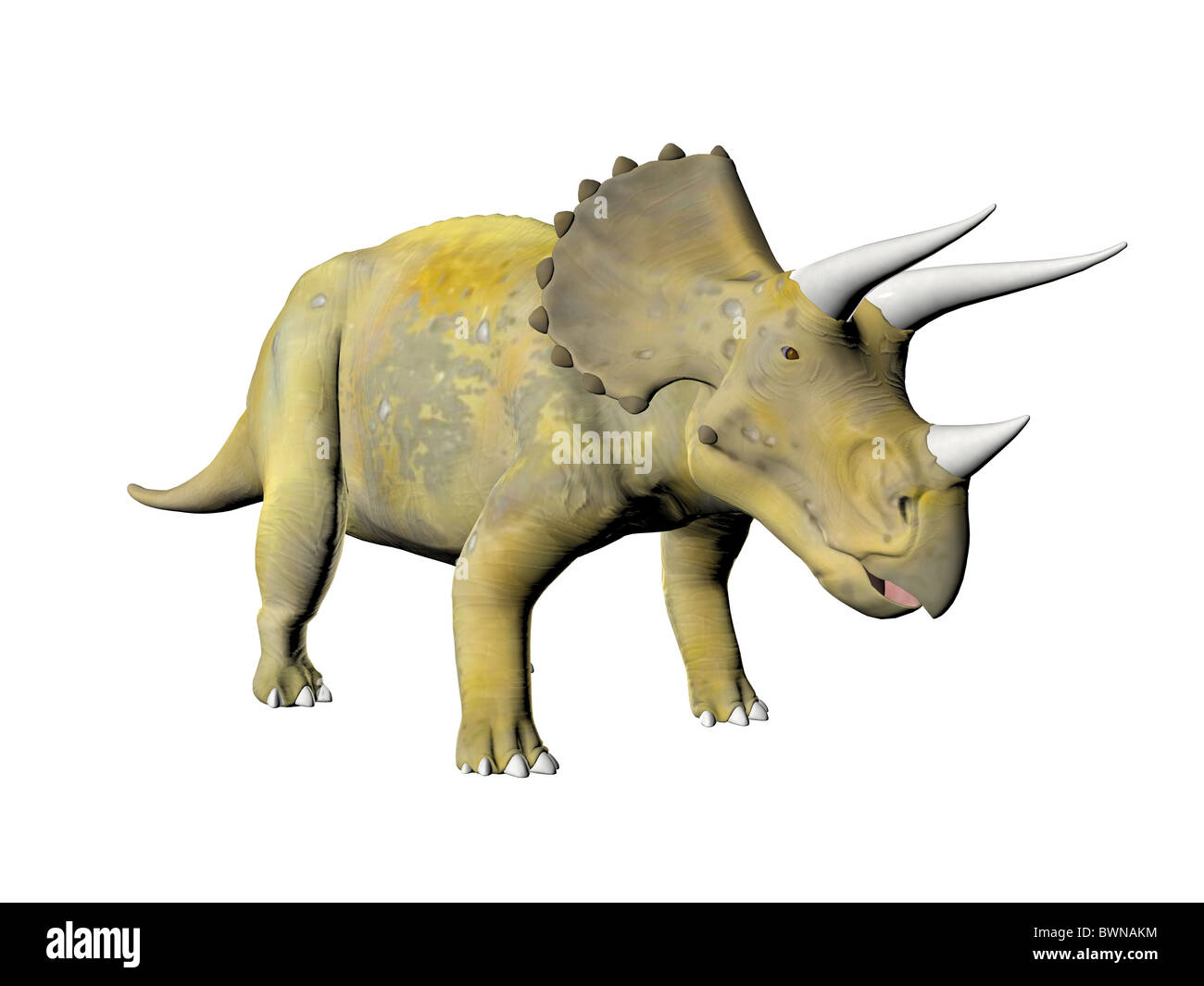 Triceratops an ancient jurassic extinct reptile dinosaur Stock Photo ...