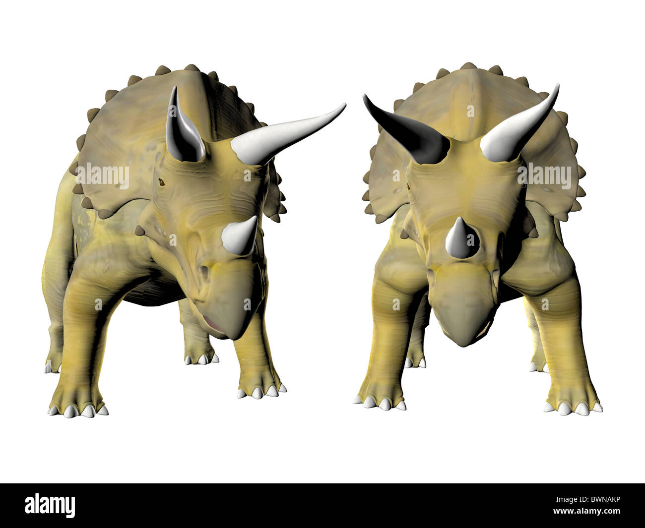 Triceratops an ancient Jurassic extinct reptile dinosaur Stock Photo ...