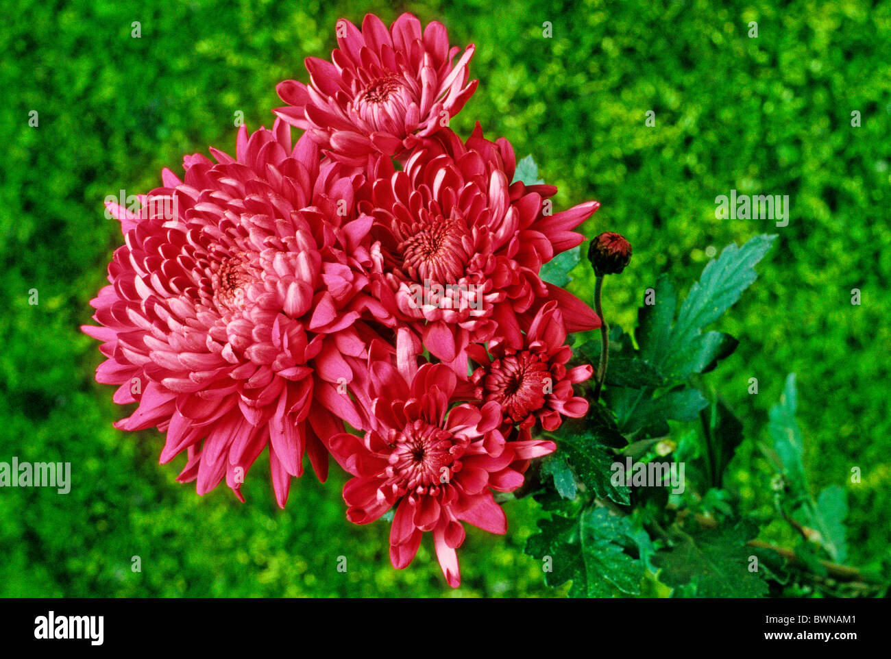Chrysanthemum Compositae plant plants flower flowers flowering Stock ...