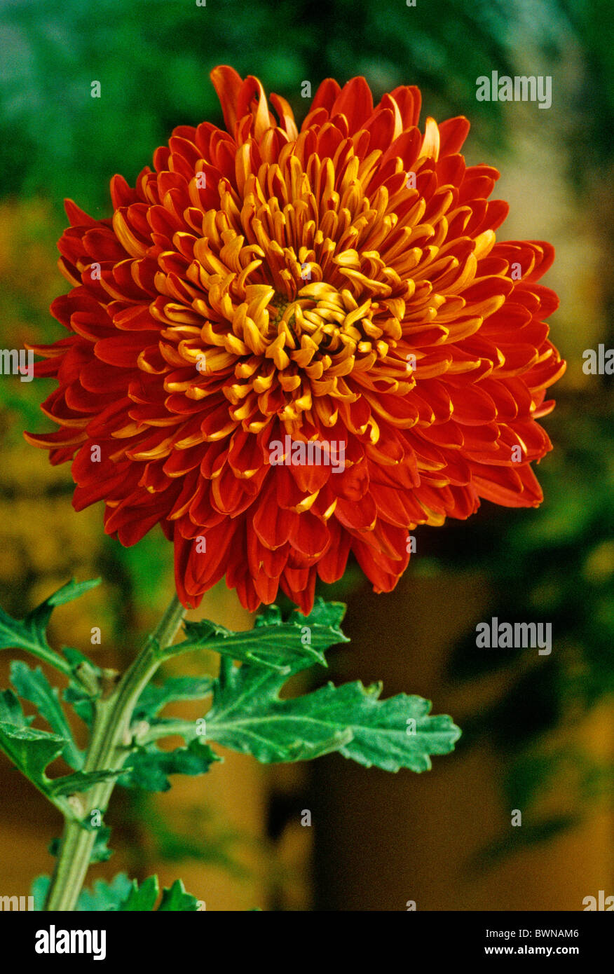 Chrysanthemum Compositae plant plants flower flowers flowering Stock ...