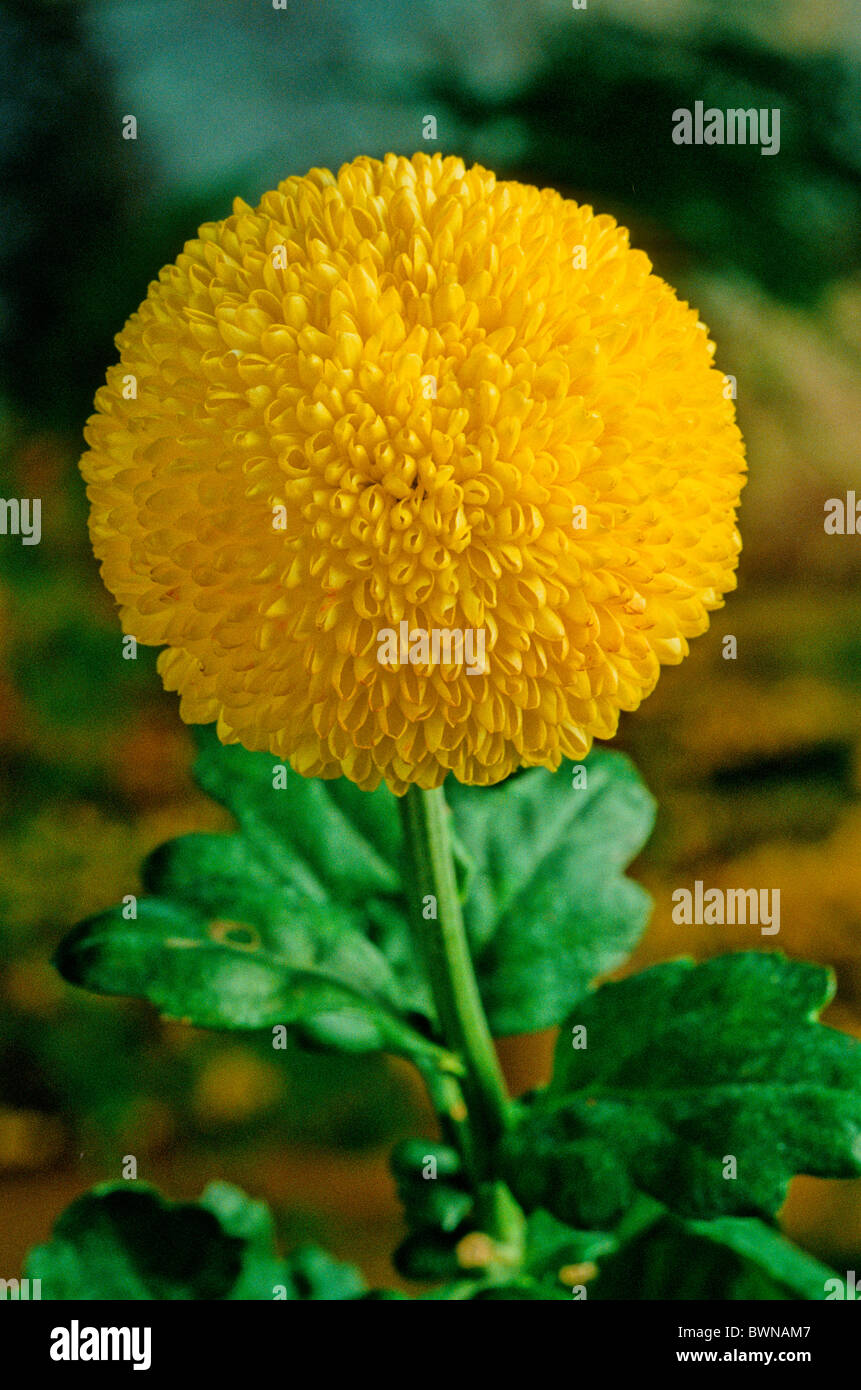 Chrysanthemum Compositae plant plants flower flowers flowering Stock ...