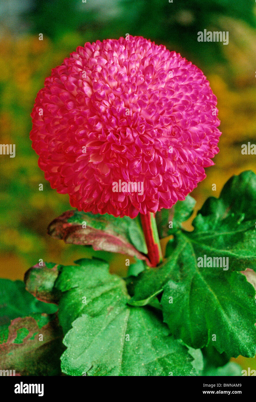 Chrysanthemum Compositae plant plants flower flowers flowering Stock ...