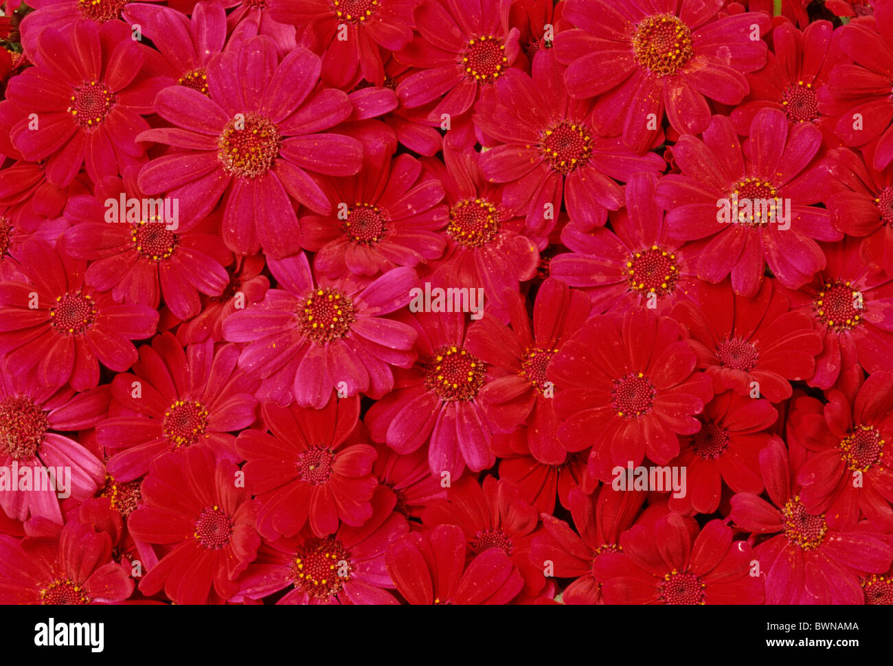 Cineraria X Hybrida Compositae Sin. Senecio X Hybridus plant plants ...