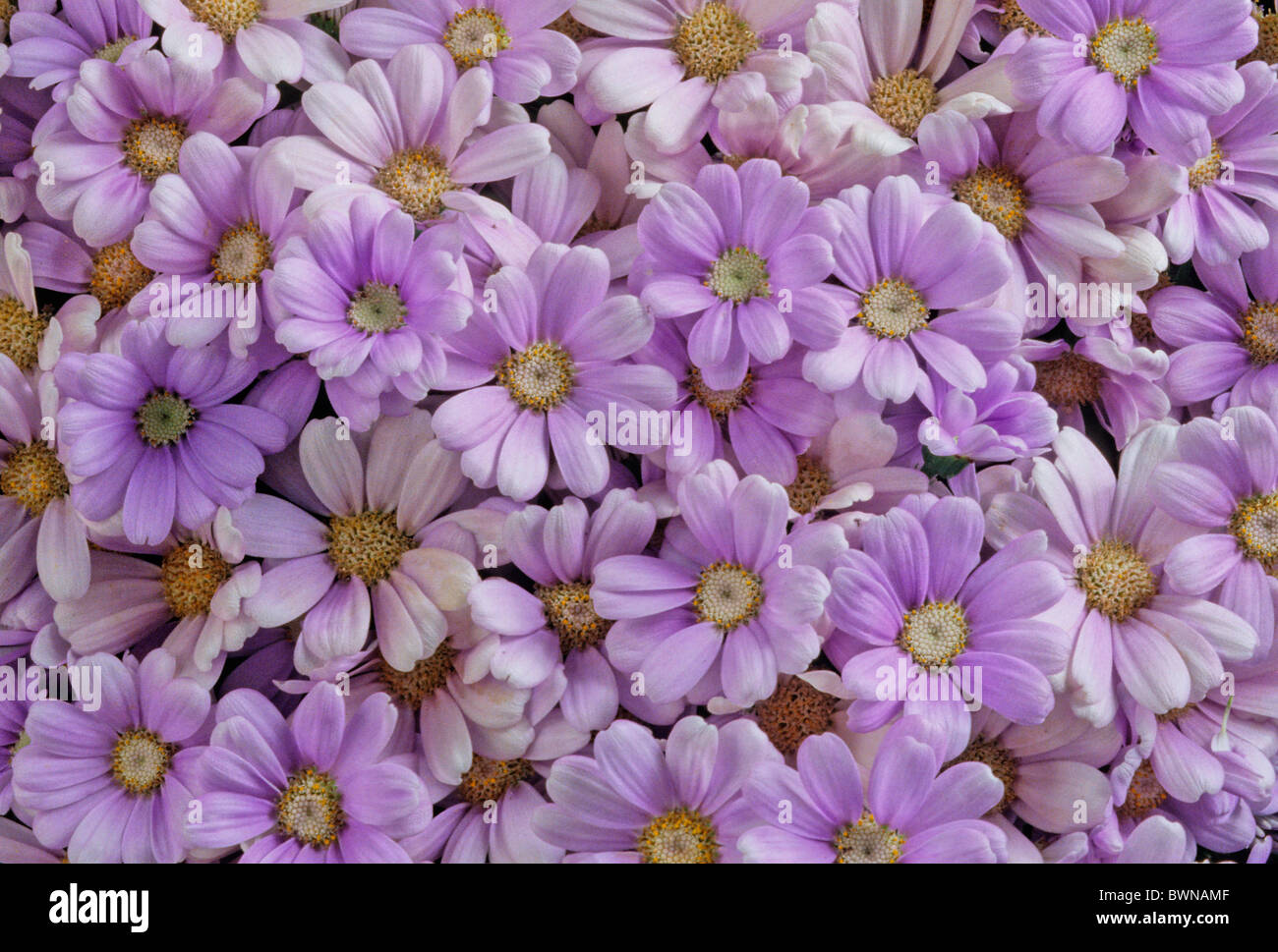 Cineraria X Hybrida Compositae Sin. Senecio X Hybridus plant plants ...