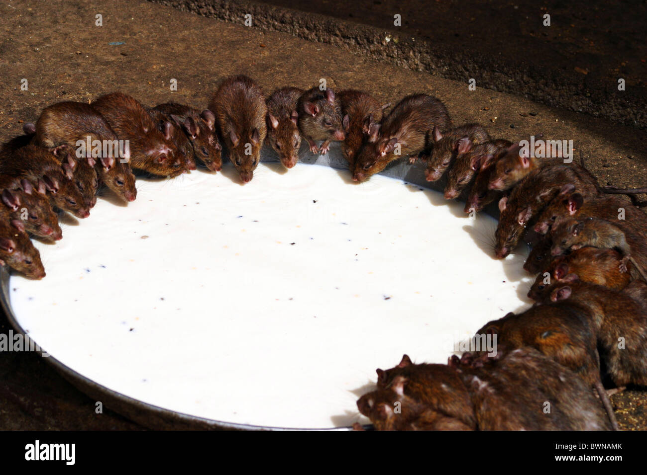 indian rat temple Stock Photo - Alamy