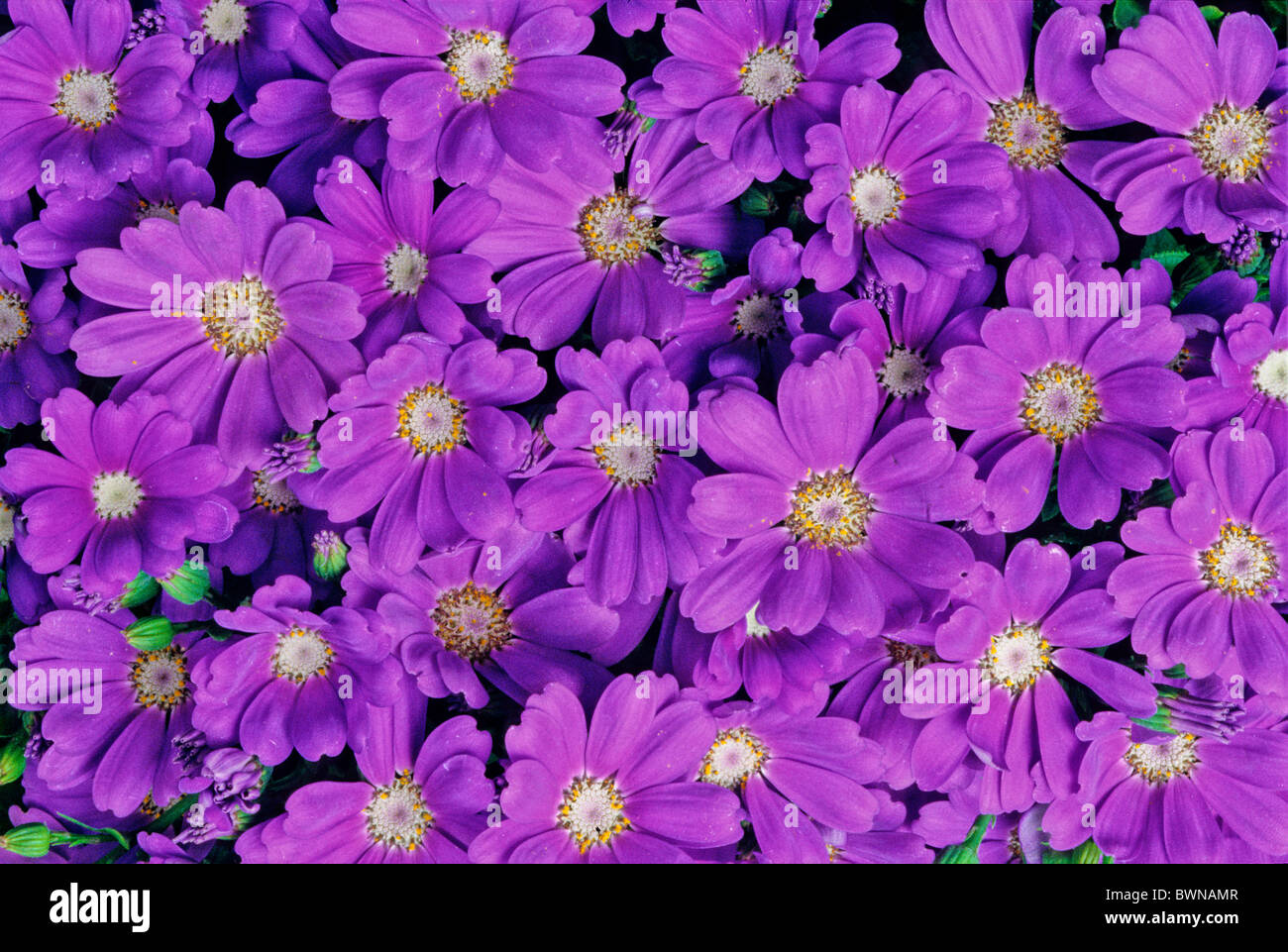 Cineraria X Hybrida Compositae Sin. Senecio X Hybridus plant plants ...