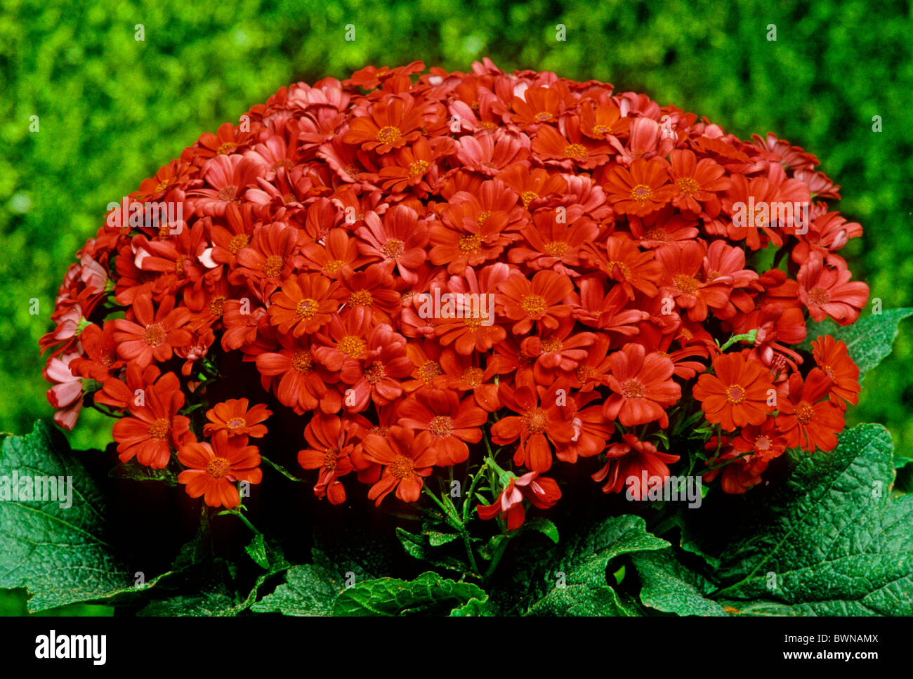 Cineraria X Hybrida Compositae Sin. Senecio X Hybridus plant plants ...