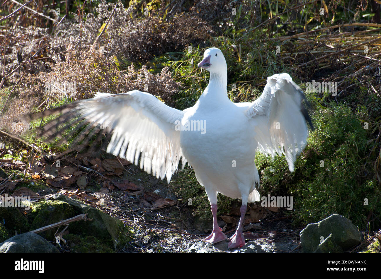 Blue goose hi-res stock photography and images - Alamy