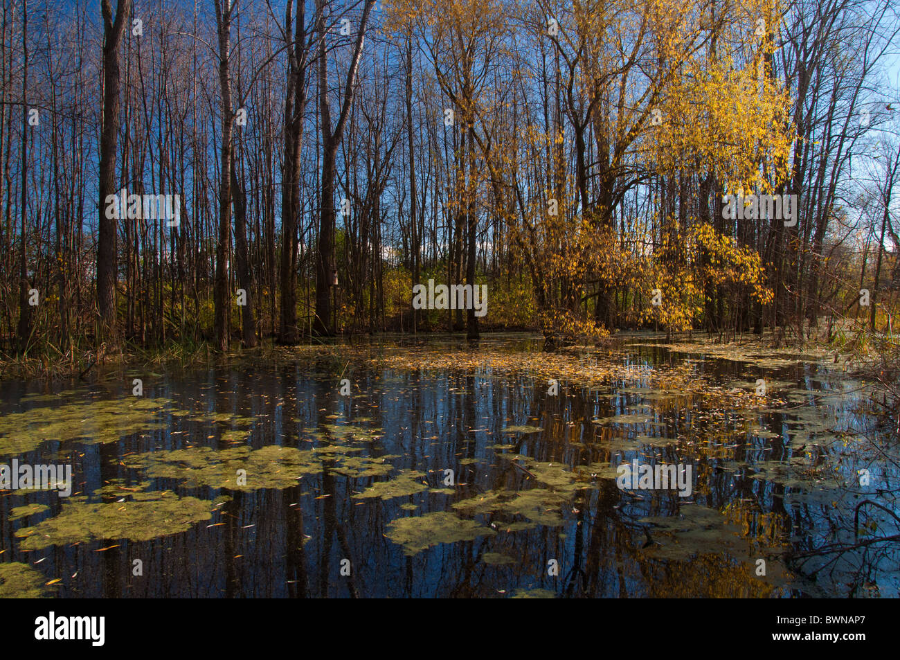 A marsh near Montreal Stock Photo - Alamy