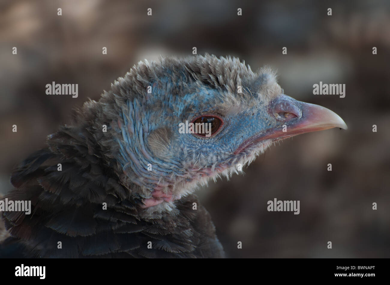 A close-up of a female Wild Turkey Stock Photo - Alamy