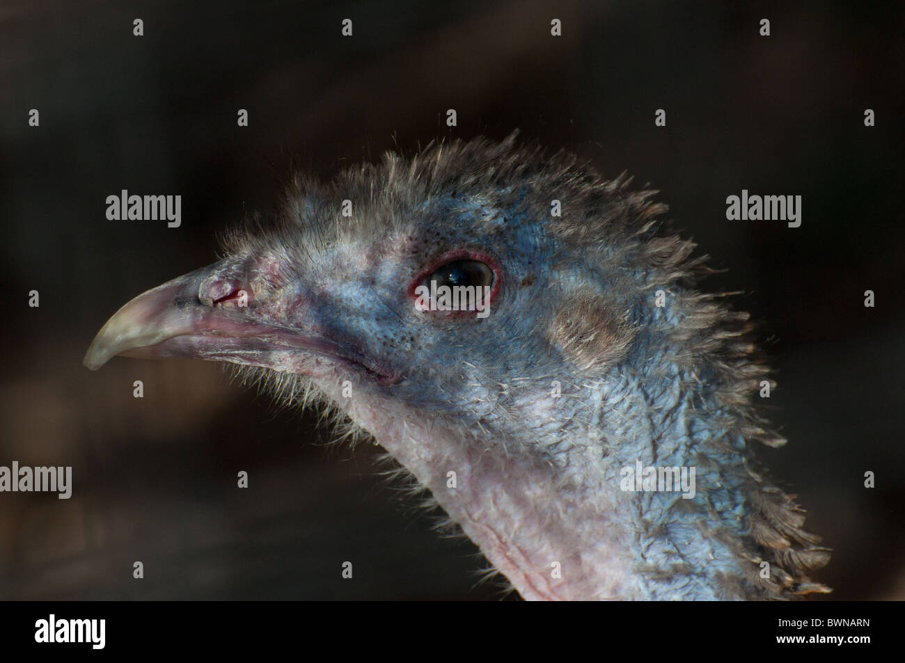 Female turkeys hi-res stock photography and images - Alamy