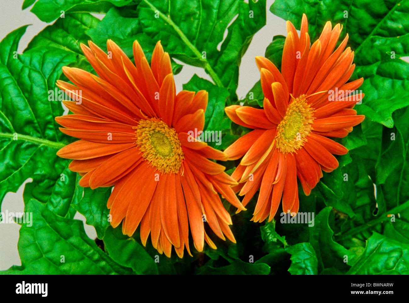 Gerbera Compositae plant plants flower flowers flowering Stock Photo ...