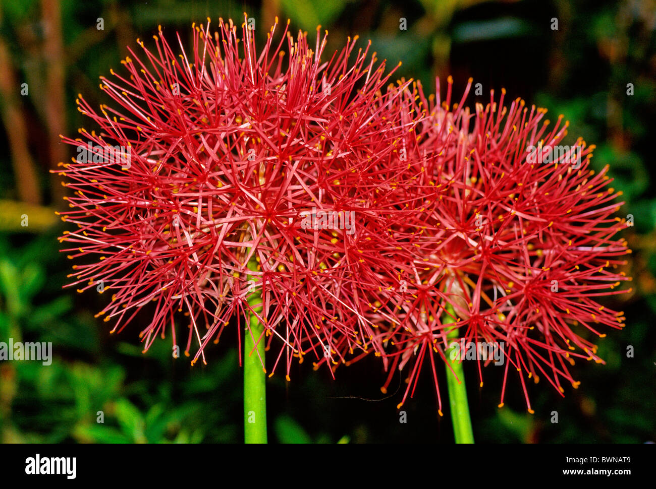 Haemanthus Katharinae Blood Lily Amaryllidaceae South Africa plant ...