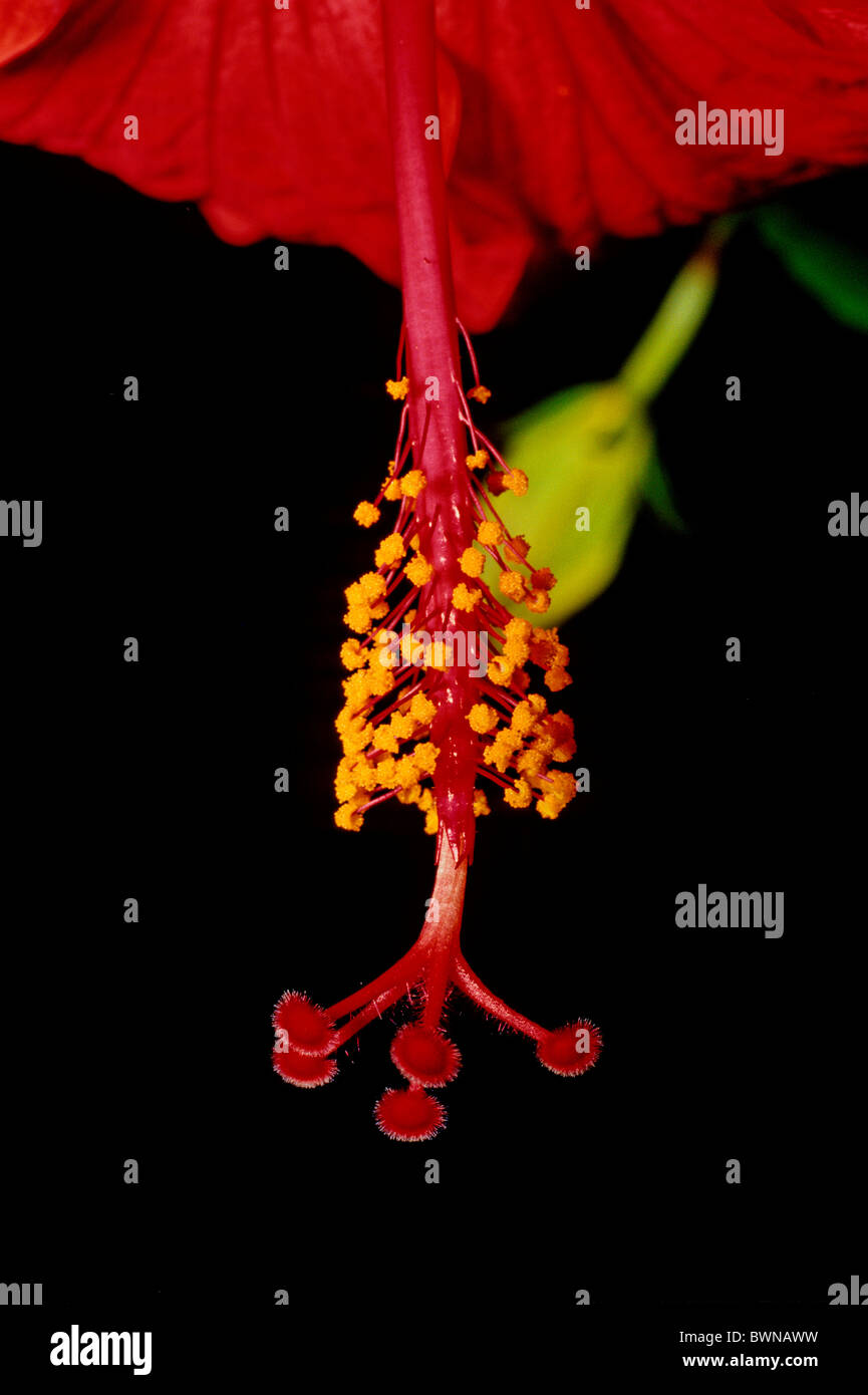 Chinese Hibiscus Hibiscus rosa-sinensis China rose shoe flower ...