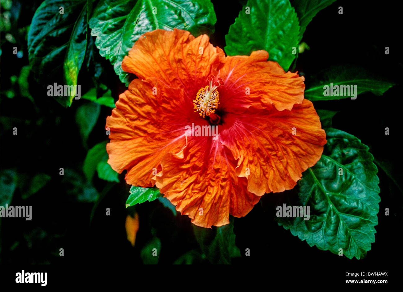 Chinese Hibiscus Hibiscus rosa-sinensis China rose shoe flower ...
