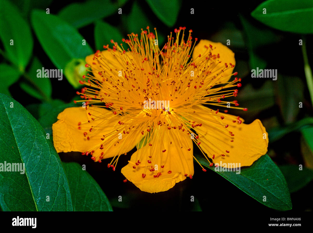 Hypericum Calycinum Hypericaceae plant plants flower flowers flowering ...