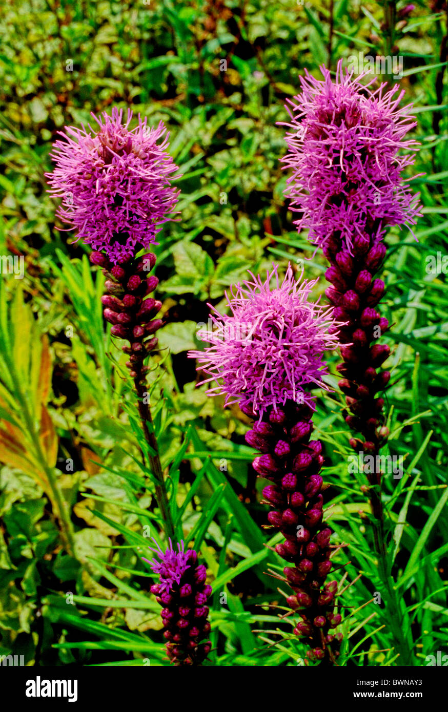 dense blazing star prairie gay feather Liatris Spicata Compositae plant ...
