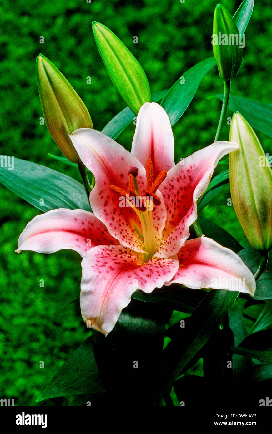 Lilium Orientalis Hybrid Liliaceae plant plants flower flowers ...