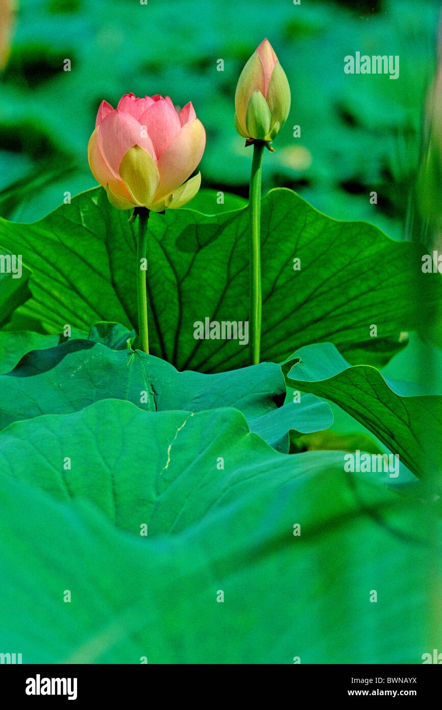 blue lotus Indian lotus sacred lotus Nelumbo Nucifera Lotus water plant ...