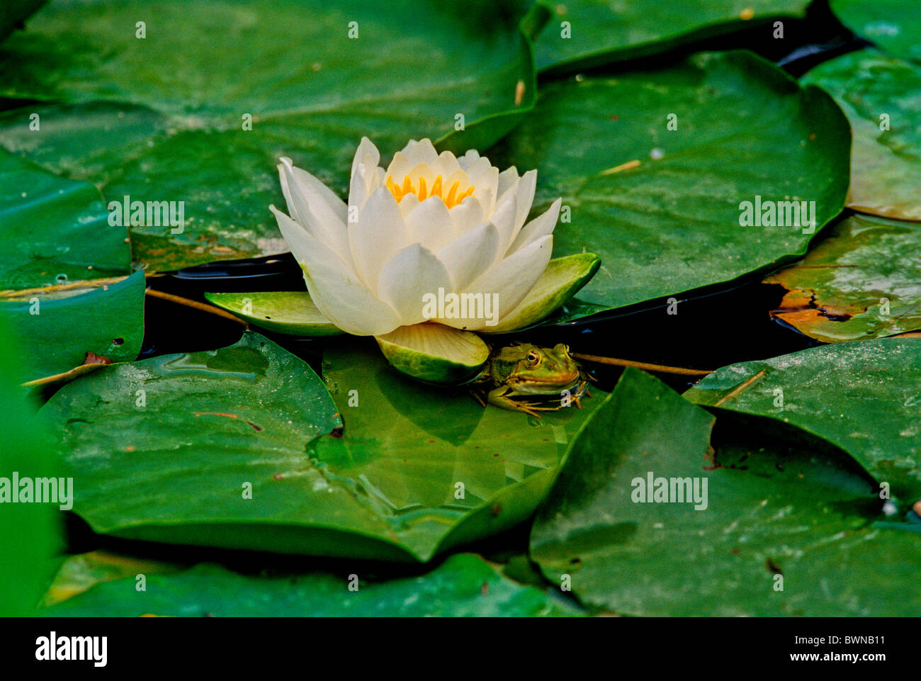 Nymphaea water lily Waterlily Nymphaeaceae plant plants flower flowers ...