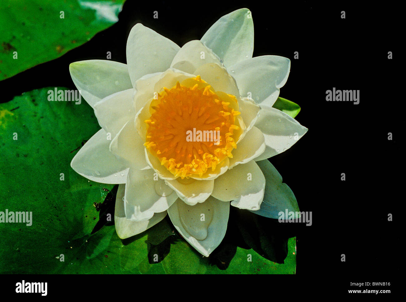 Nymphaea water lily Waterlily Nymphaeaceae plant plants flower flowers ...