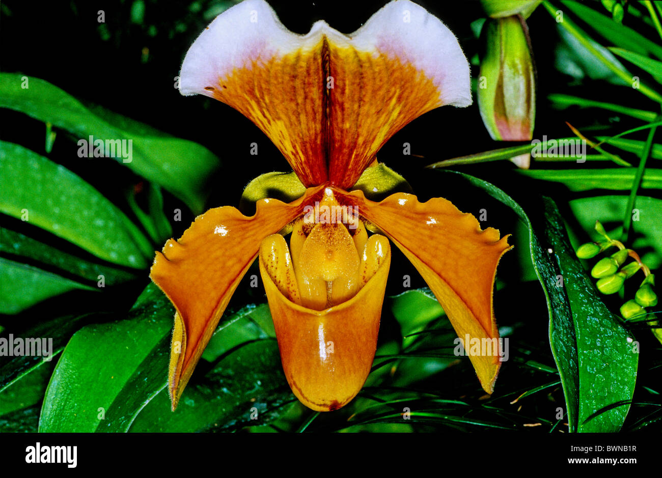 Paphiopedilum Diagram