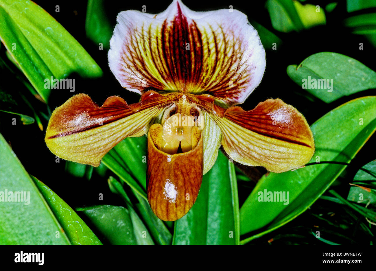 10838722 hi-res stock photography and images - Alamy